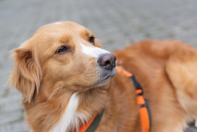 Cute Golden Retriever Lying on the Ground Stock Photo - Image of ...