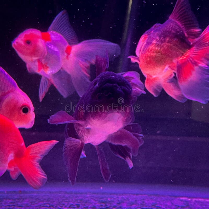 Cute Goldfish stock image. Image of tank, cute, goldfish - 263678815