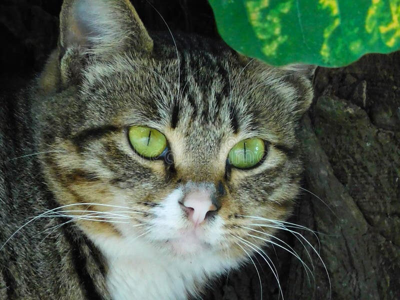 Cute and Good-looking Kitten Pets Stock Photo - Image of catn, petsnn ...