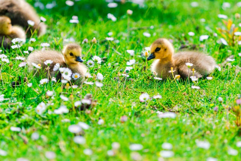 Cute Goose Baby in Green Grass Meadow Stock Image - Image of bird ...