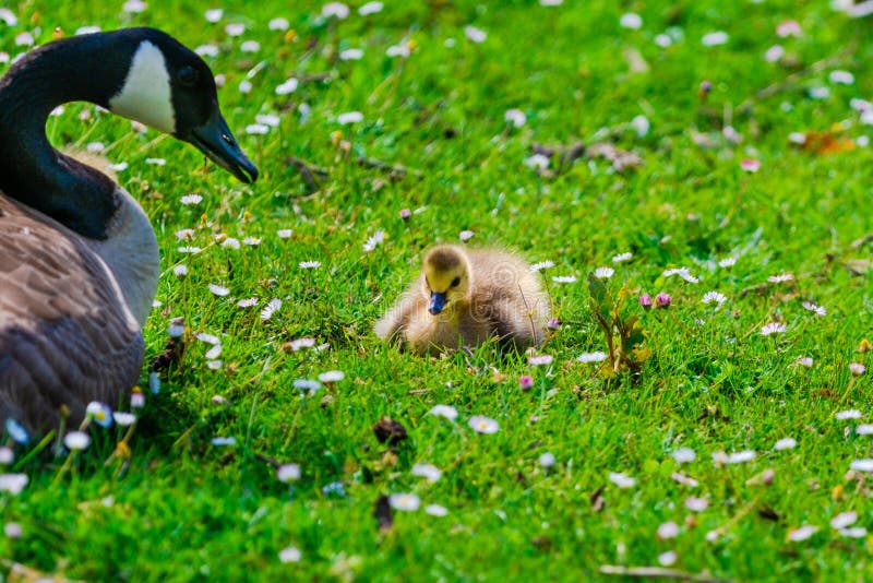 Cute Goose Baby in Green Grass Meadow Stock Image - Image of green ...