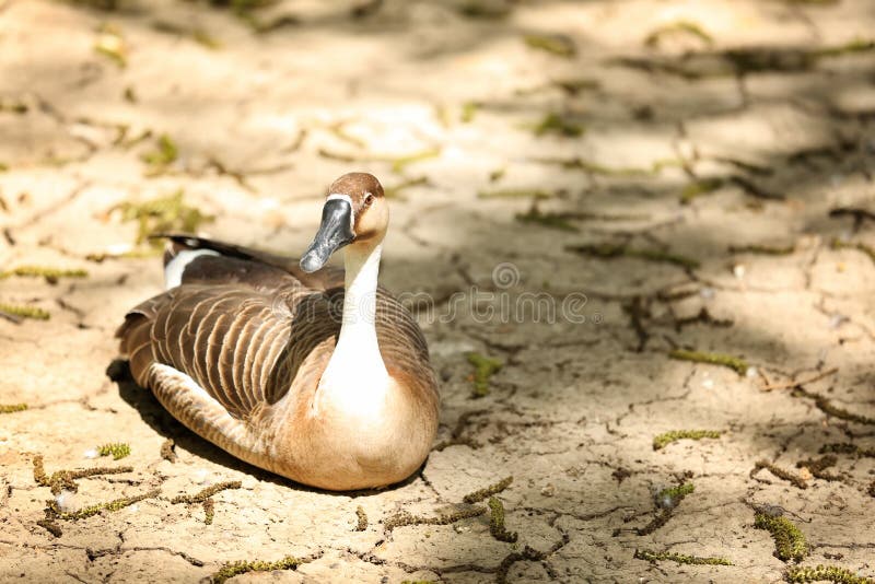 Cute Goose Outdoors on Sunny Day Stock Image - Image of outside, garden ...