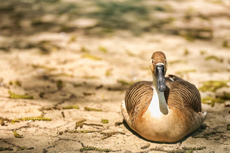 Cute Goose Outdoors on Sunny Day Stock Image - Image of domesticated ...