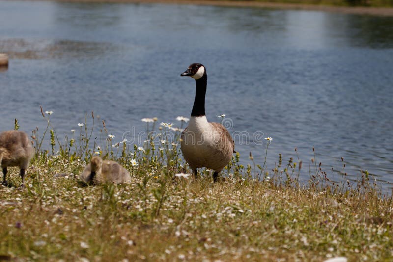 Cute goose on the shore stock photo. Image of wild, chamomile - 255317190