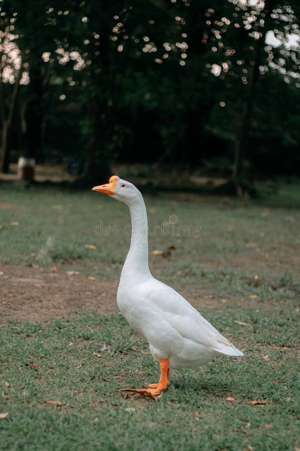 The Cute Goose is White, Clean and Adorable Stock Photo - Image of ...