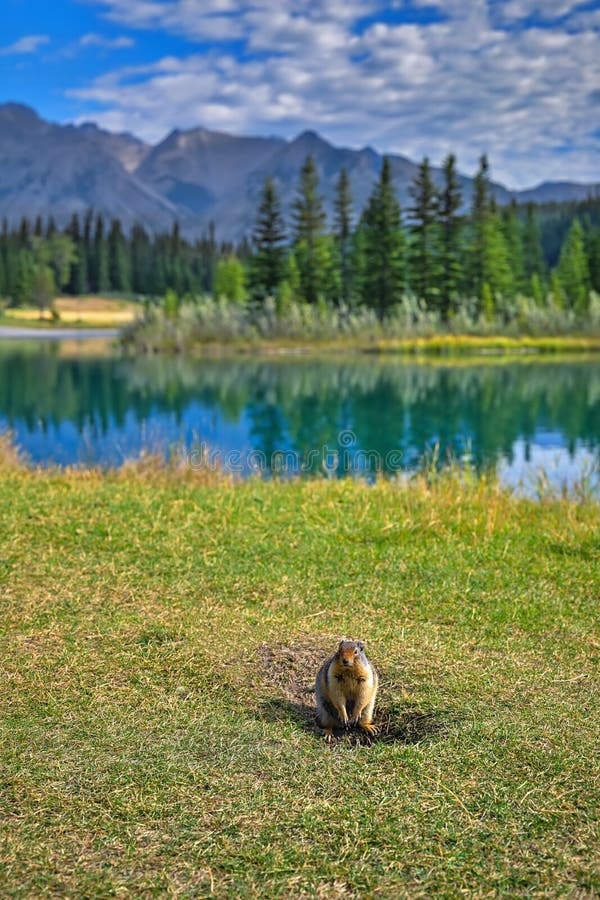 A Cute Gopher in a Banff Park Stock Image - Image of park, wild: 194876135