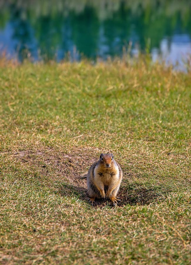 A Cute Gopher in a Banff Park Stock Image - Image of mammal, grass ...
