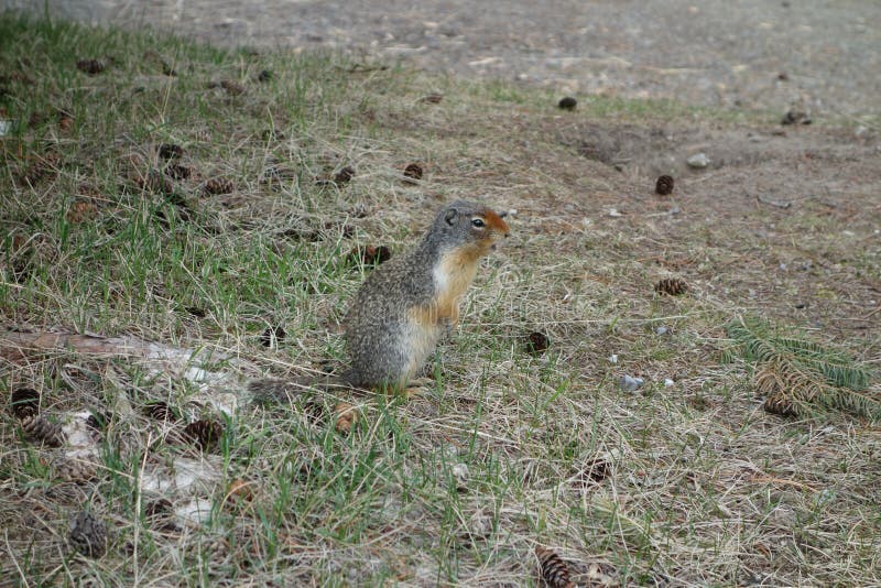 Cute Gopher Begging Stock Photos - Free & Royalty-Free Stock Photos ...