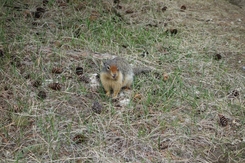 A cute gopher begging stock image. Image of meadow, burrow - 41854917