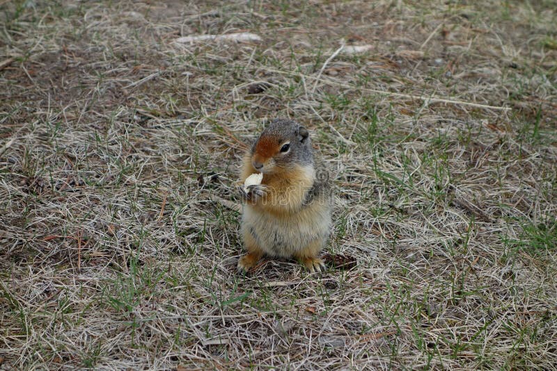A cute gopher eating bread stock photo. Image of meadow - 41854978