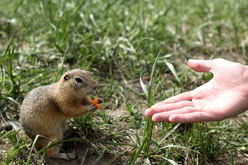 Gopher Eating Carrot with Human Hand Stock Image - Image of harmony ...