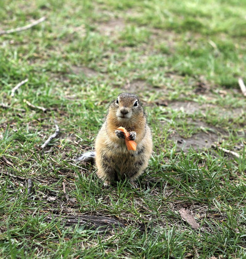 Gopher Eating Cookie in Grass and Yellow Flowers Stock Image - Image of ...