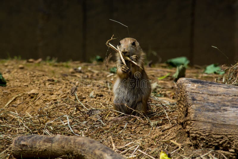 Cute Gopher Eating Dry Grass in a Cage during Daytime Stock Image ...