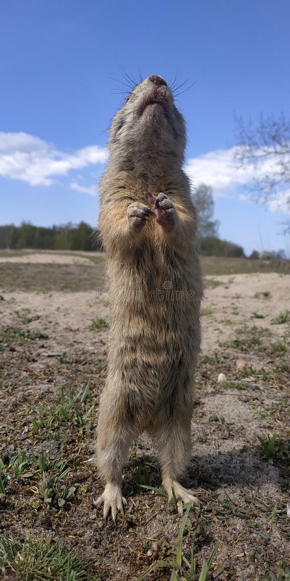 Cute gopher on the field stock photo. Image of summer - 344464694
