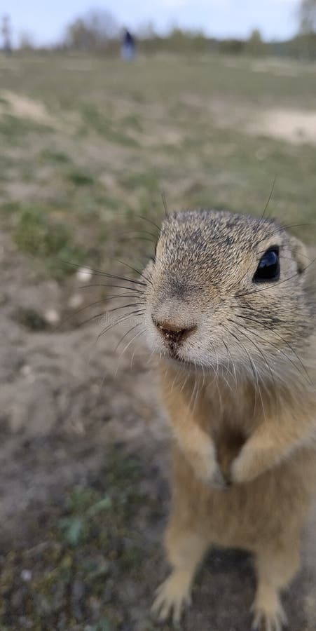 Cute gopher on the field stock image. Image of furry - 344464729