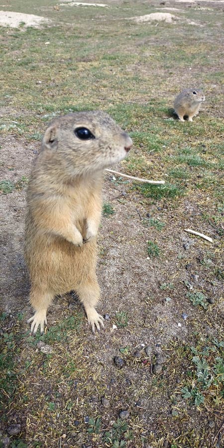 Cute gopher on the field stock image. Image of green - 344464785