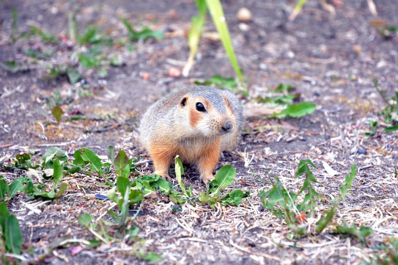 Cute Gopher in the Park among Greenery. Rodent Close-up in the Wild ...
