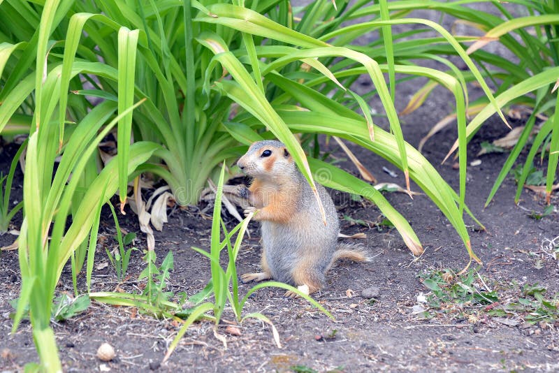 567 Gopher Close Up Stock Photos - Free & Royalty-Free Stock Photos ...