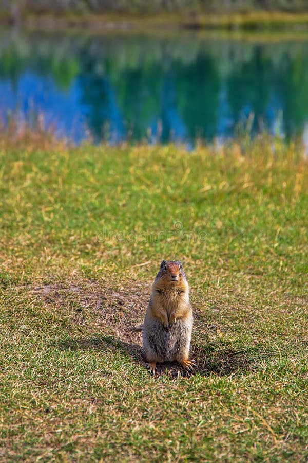 A Cute Gopher in a Banff Park Stock Photo - Image of fauna, animal ...