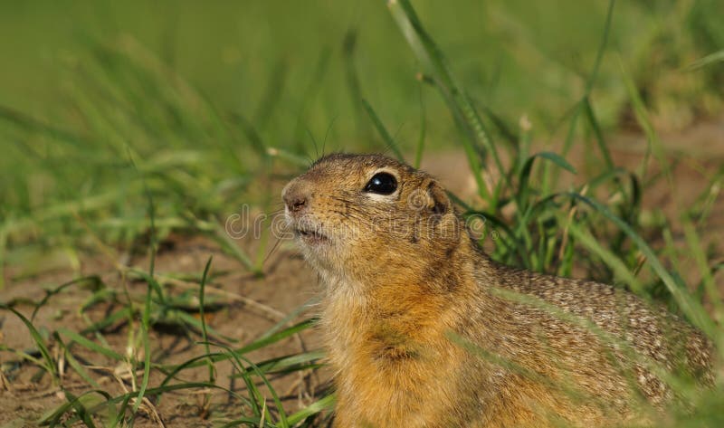 Cute Gopher Sits in the Grass in a Field in Summer Stock Photo - Image ...