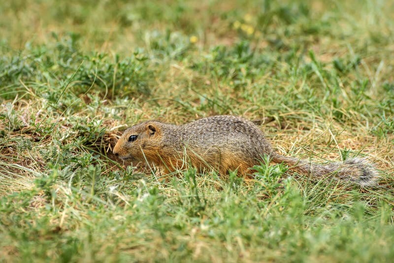 Gopher grass steppe rodent stock photo. Image of nature - 121016924