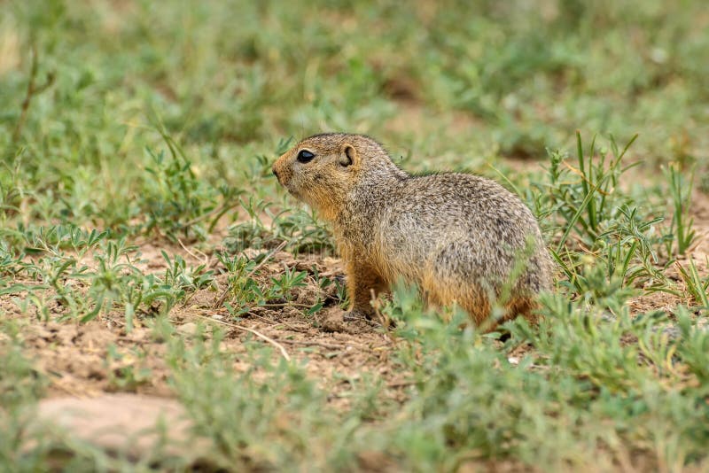 Gopher grass steppe rodent stock photo. Image of mammals - 121016942