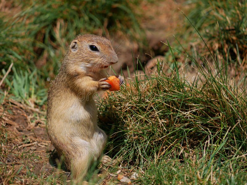 Cute Gopher Zeisel Eats Carrots on the Grass in the Park Blumengrten ...