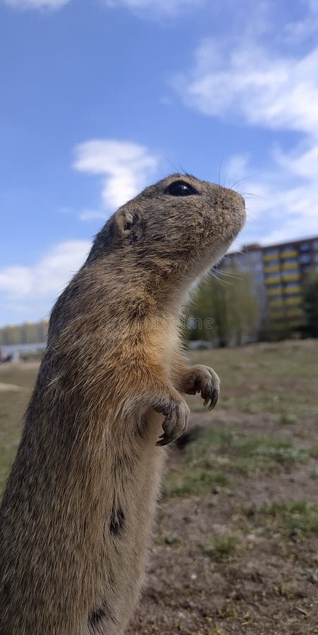 Cute gopher on the field stock image. Image of small - 344464709