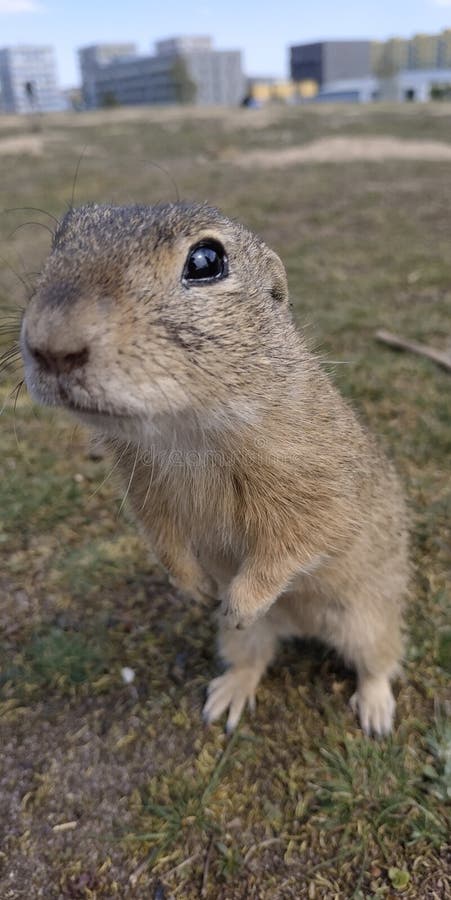 Cute gopher on the field stock image. Image of gopher - 344464719