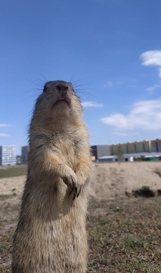 Cute gopher on the field stock image. Image of cute - 344464739