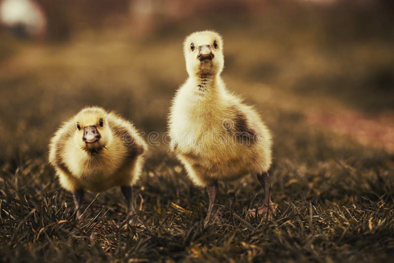 Cute Gosling`s Resting in a Meadow Grass Stock Image - Image of newborn ...