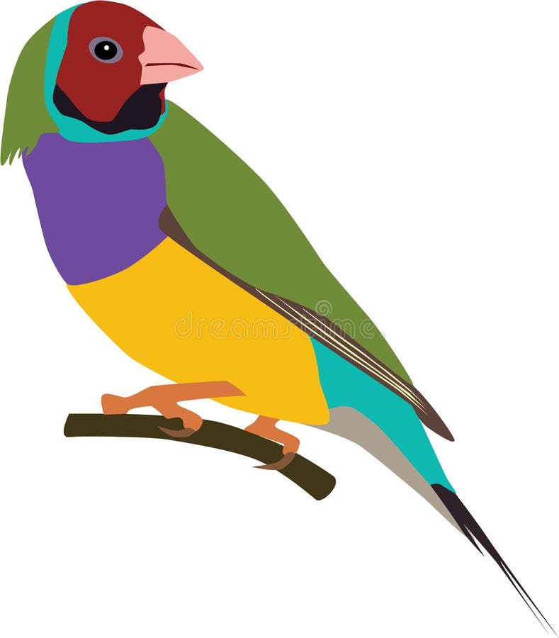 Cute Gouldian finch vector stock vector. Illustration of design - 49399494