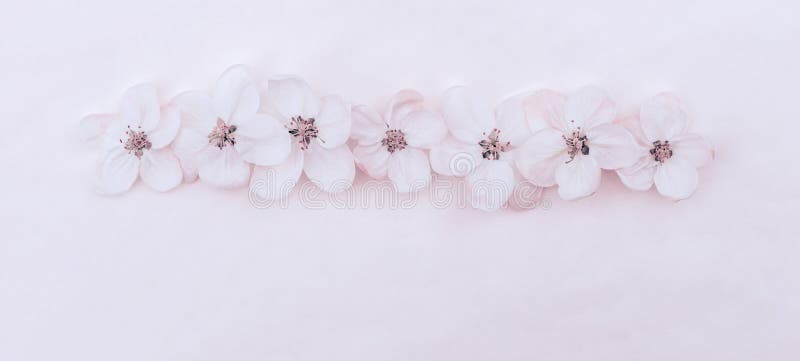 Cute Graceful Fragile Delicate Spring Apple Flowers Stock Photo - Image ...