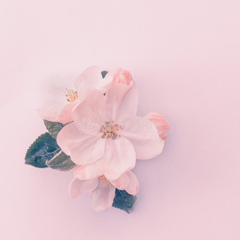 Cute Graceful Fragile Delicate Spring Apple Flowers Stock Photo - Image ...