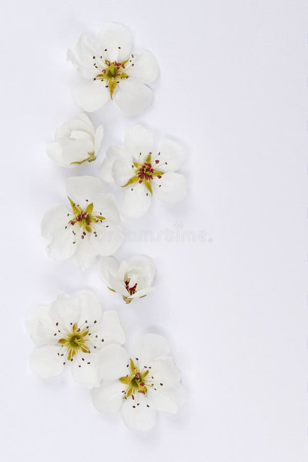 Cute Graceful Fragile Delicate Spring Pear Flowers Stock Image - Image ...