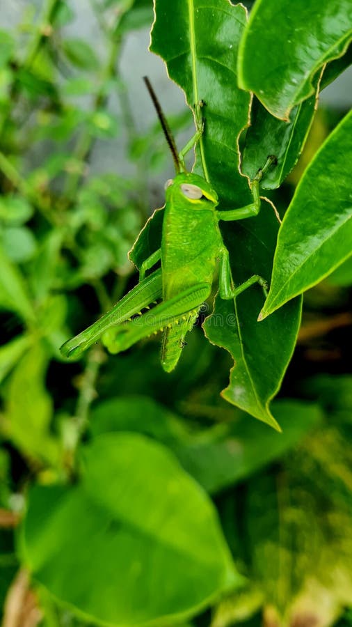 2,222 Cute Grasshopper Drawings Stock Photos - Free & Royalty-Free ...