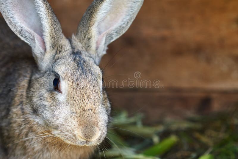 Cute Gray and Brown Rabbit in a Cage, Close Up Stock Photo - Image of ...