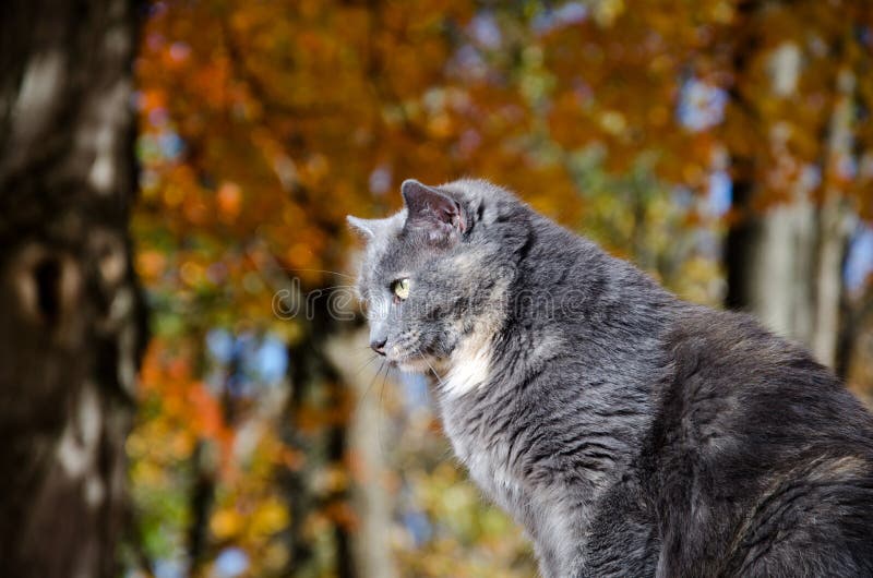 Gray cat in fall leaves stock photo. Image of gray, leaves - 96948072