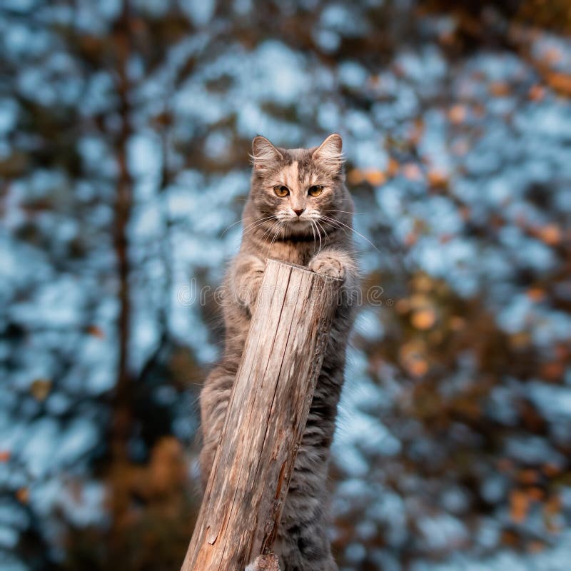 219 Cat Log Forest Domestic Stock Photos - Free & Royalty-Free Stock ...