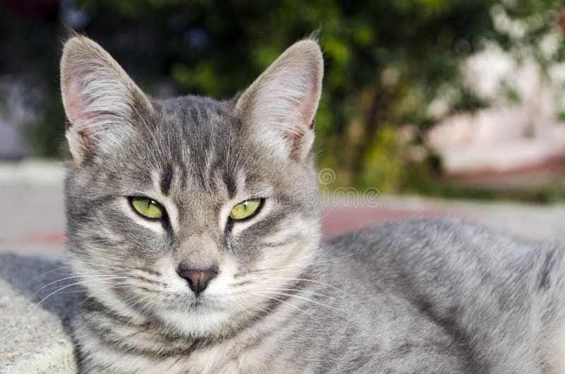 Gray Cat with Green Eyes is Looking at Camera Stock Photo - Image of ...
