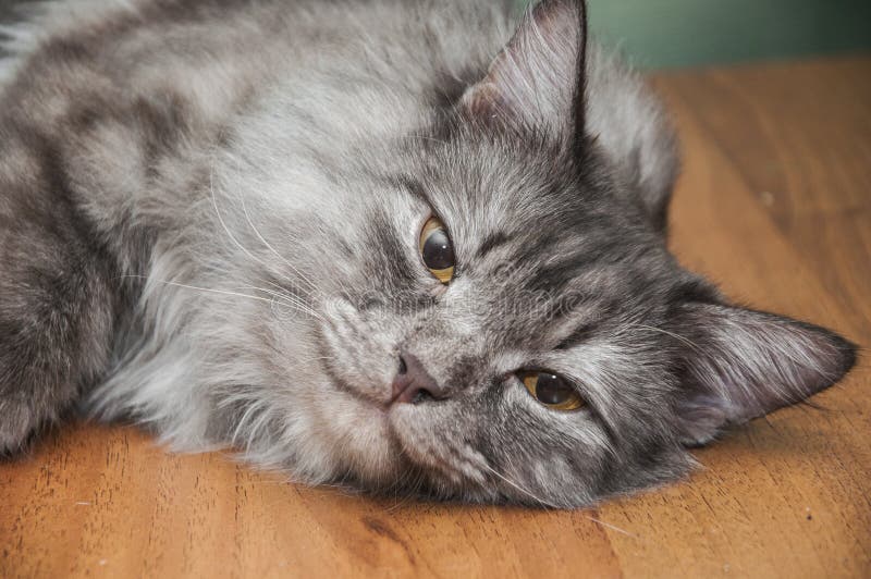 The cute gray cat stock photo. Image of looking, portrait - 84019926