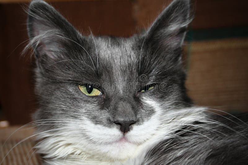 1,328 Beard Cat Photos - Free & Royalty-Free Stock Photos from Dreamstime