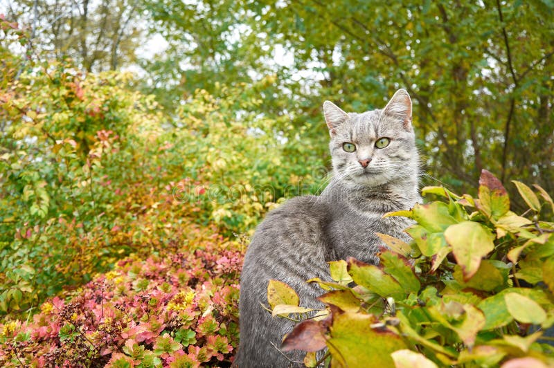 Cute Gray Cat on in Yellow Leaves in the Fall Stock Image - Image of ...
