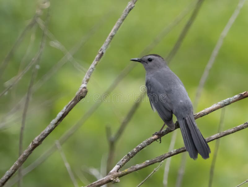 Cute Gray Catbird on a Branch in a Blur Stock Photo - Image of branches ...