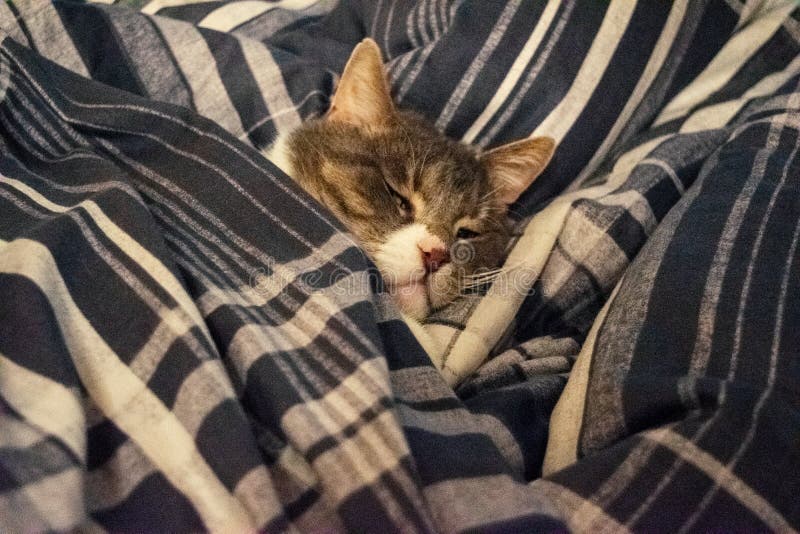 Cute Gray Domestic Cat Sleeps Bed Under Covers Stock Photos - Free ...