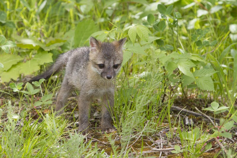 112 Grey Fox Kit Den Stock Photos - Free & Royalty-Free Stock Photos ...