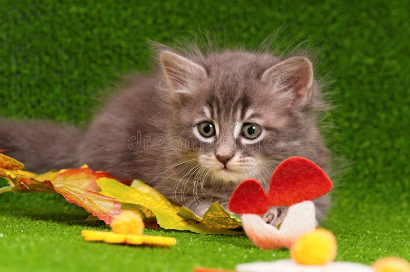 Cute gray kitten stock photo. Image of fungus, mammal - 29335588