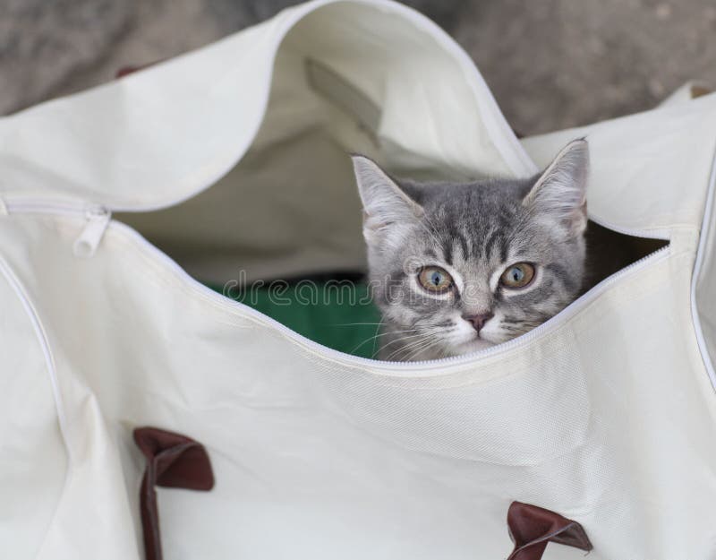 Cute gray kitten stock image. Image of beautiful, adorable - 45557791