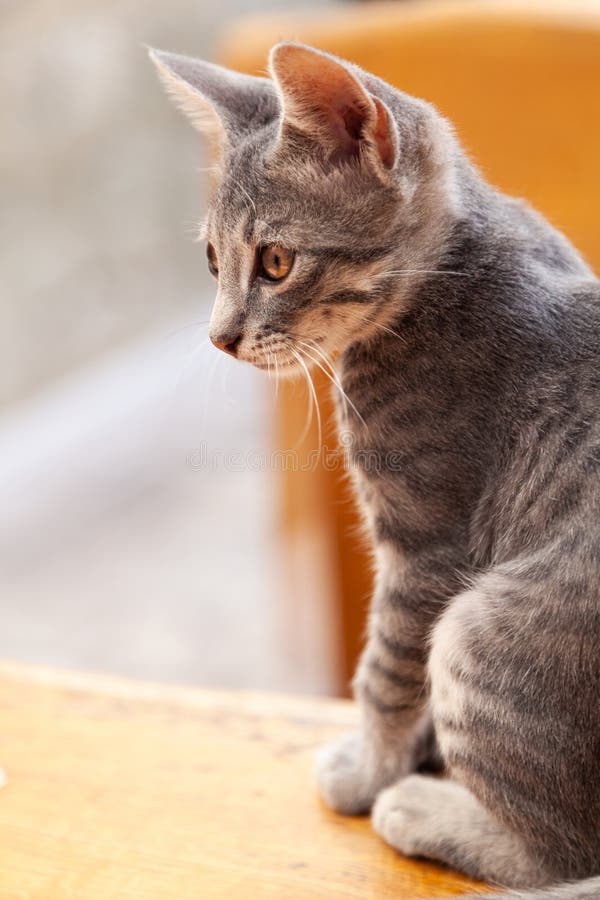 Cute Gray Kitten Baby Cat Sitting on a Table Stock Photo - Image of ...