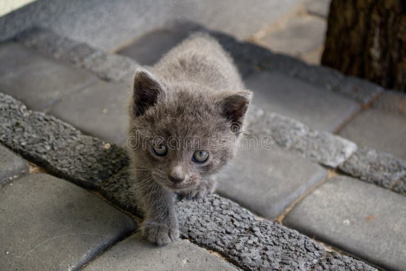 Cute Gray Kitten Creeping, Looking Straight into Eyes Stock Photo ...